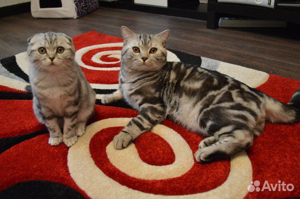 Шотландские вислоухие котята, мрамор на серебре