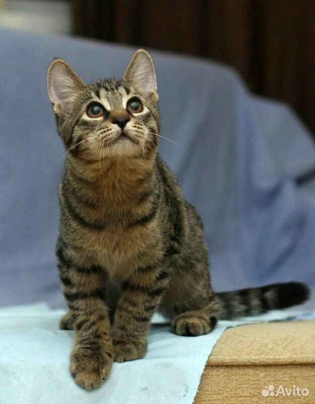 Отдам котят, мальчики, 10 мес
