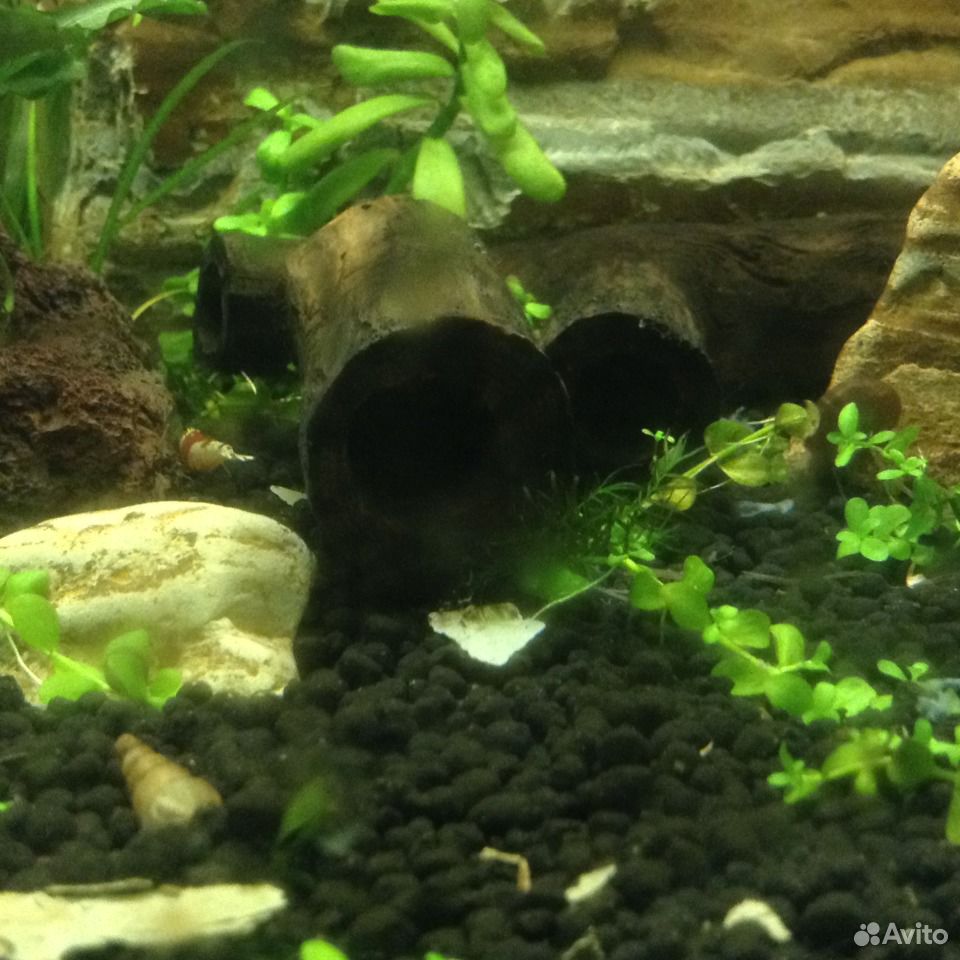 Домик для цихлид, сомов креветок