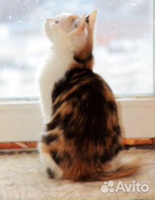 Особенная Трехцветная Маргаритка дар в добрые руки