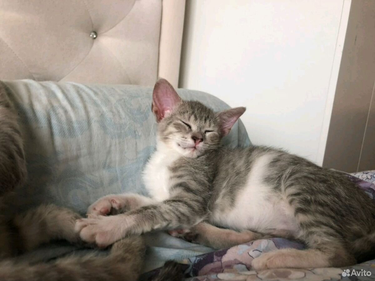 Котята ориентальные метисы мальчик и девочка 2мес