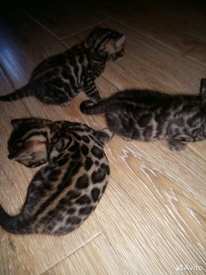 Бенгальские котята