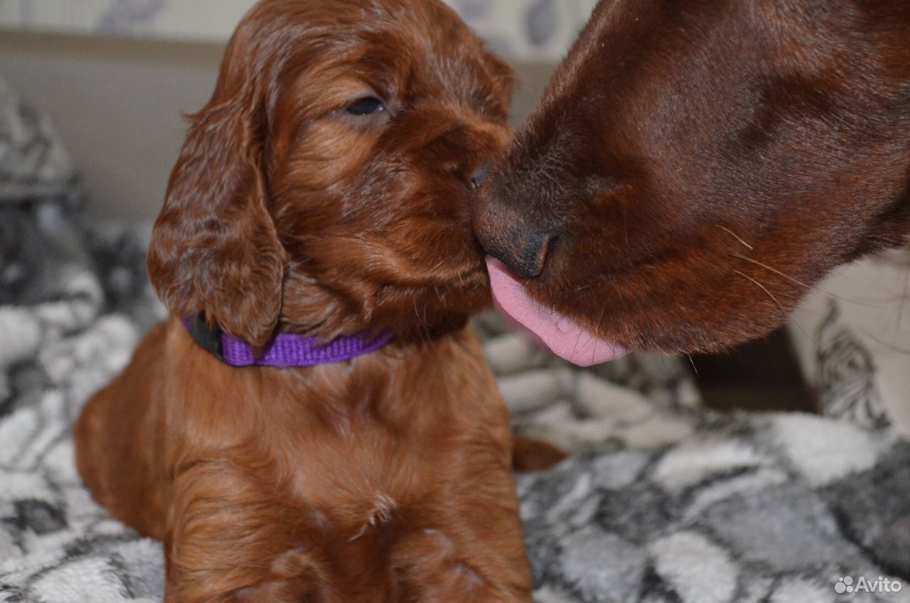 Щенки Ирландского Сеттера Шоу-Класс/Рабочие