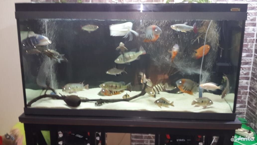 Аквариум 500л