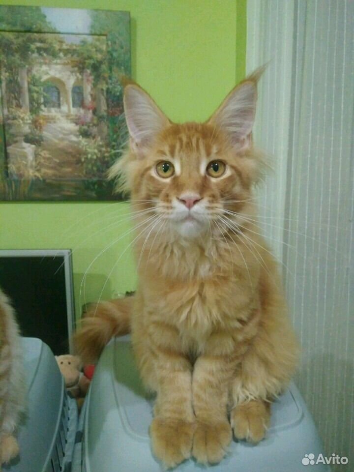 Котята-гиганты породы Мейн-кун
