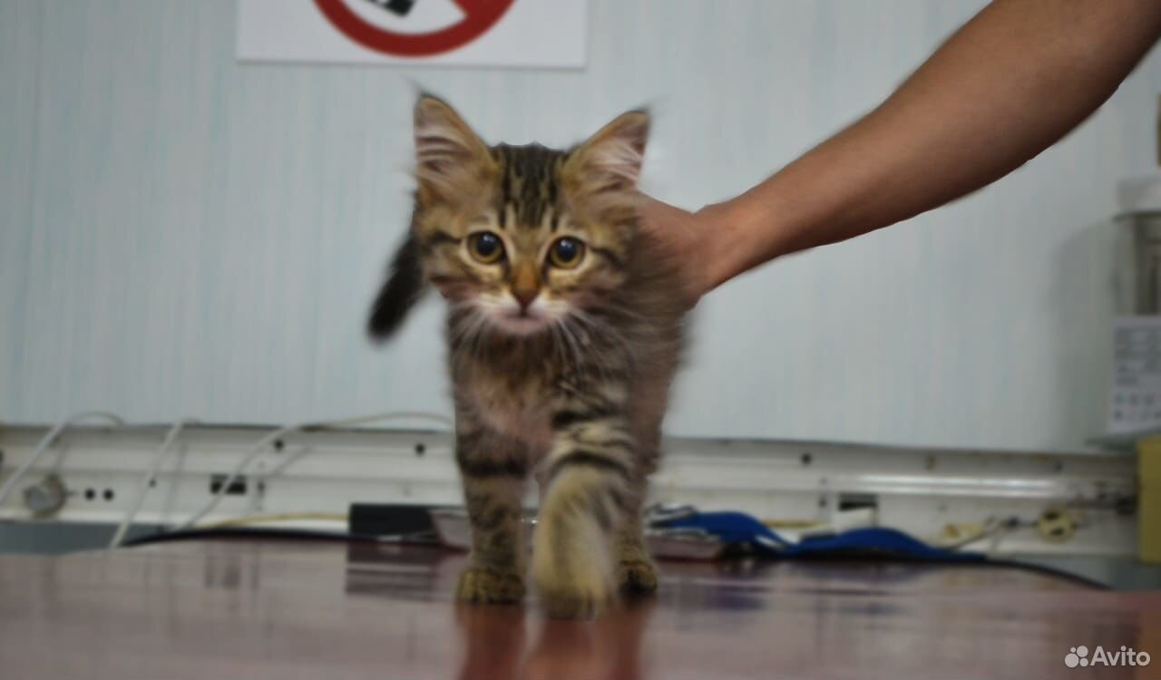 Отдам в хорошие добрые руки