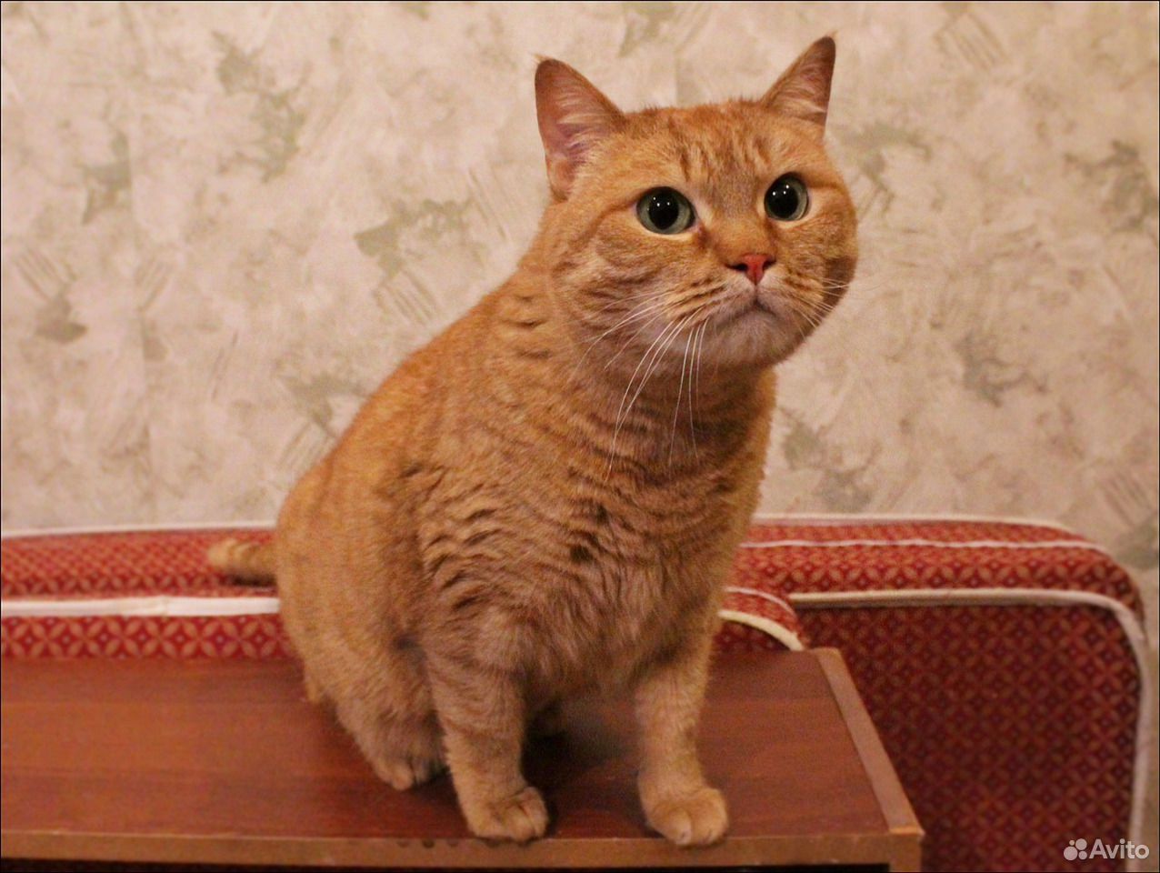 Красавица Лулу не оставит вас равнодушными