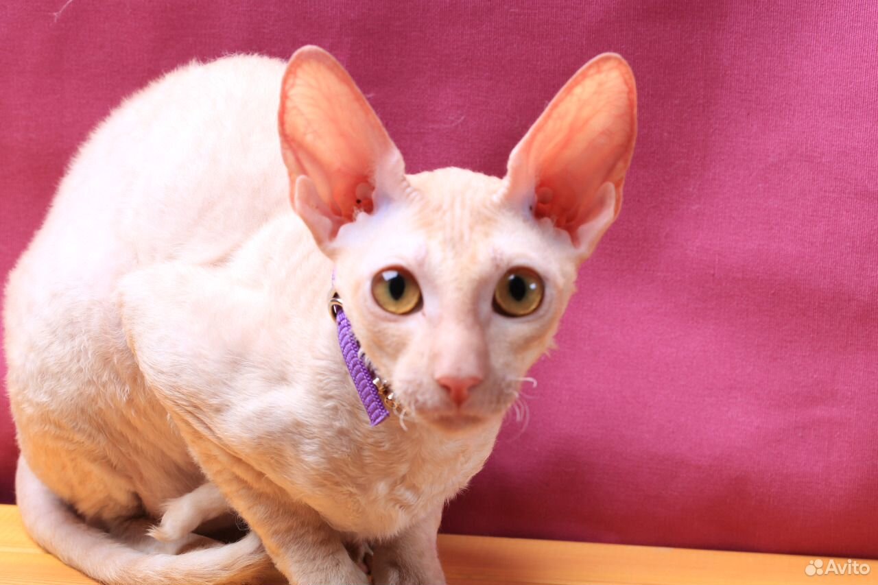Кошечка Корниш рекс 5 мес