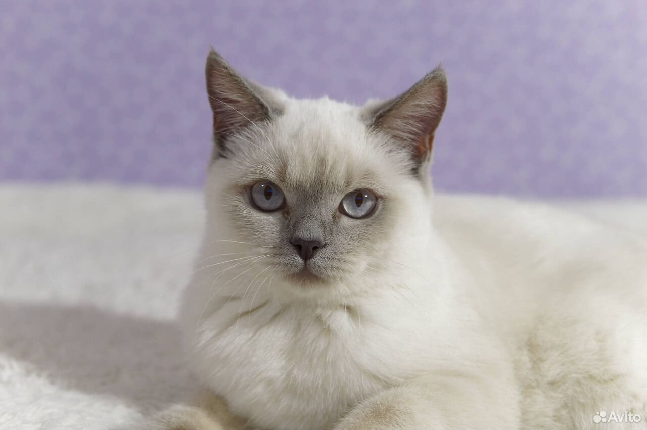 Девочка голубоглазка