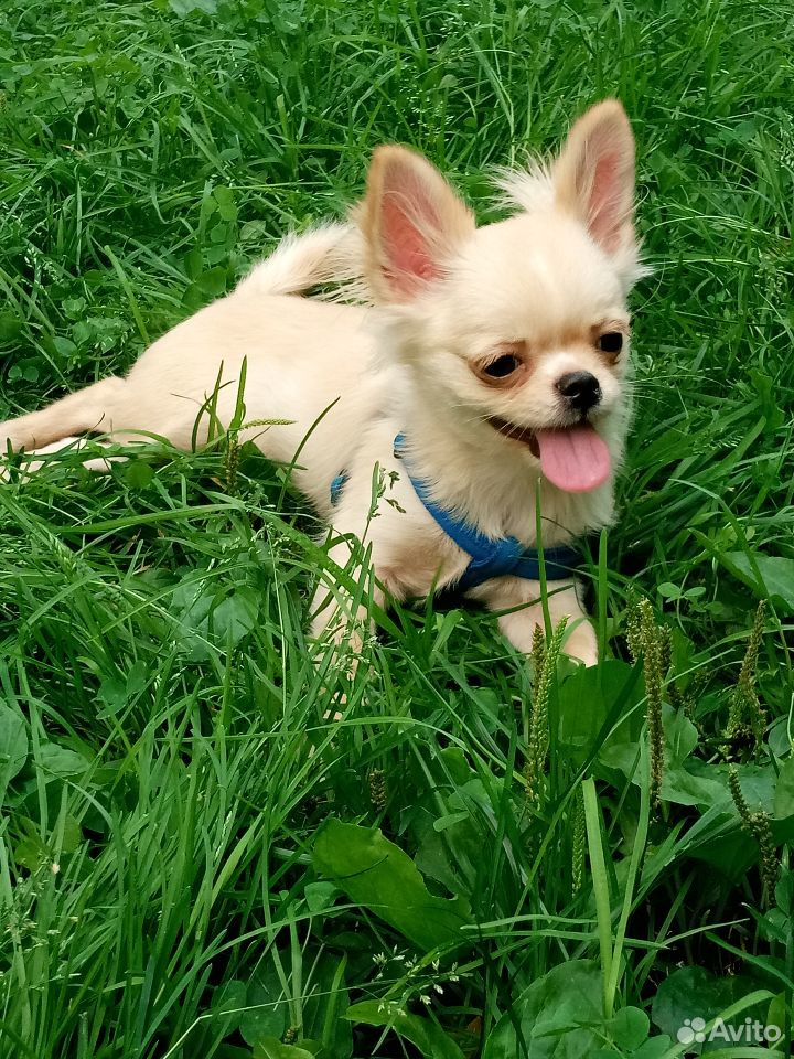 Пушистик Фунтик