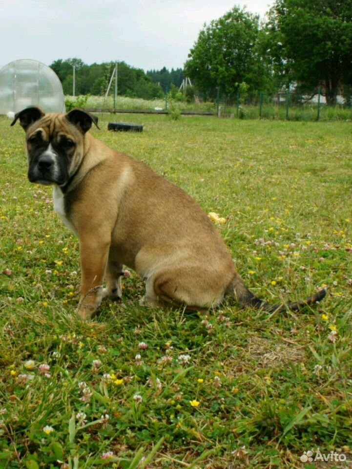 Щенок Ка де бо(девочка,4 месяца)