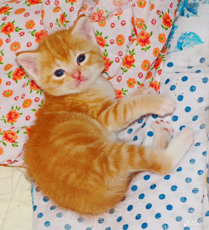 Рыжий котик 1.5 месяца