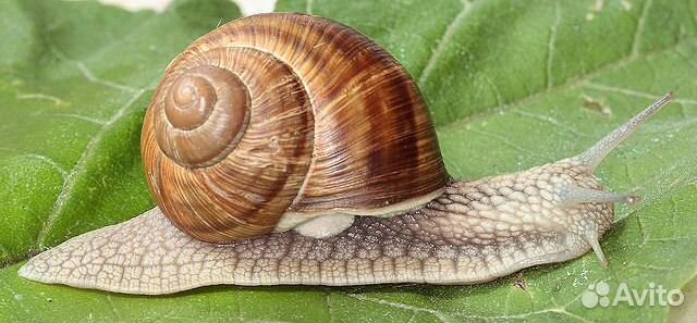 Виноградные улитки
