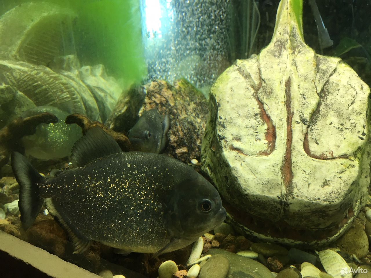 Хищные Пираньи Наттерера