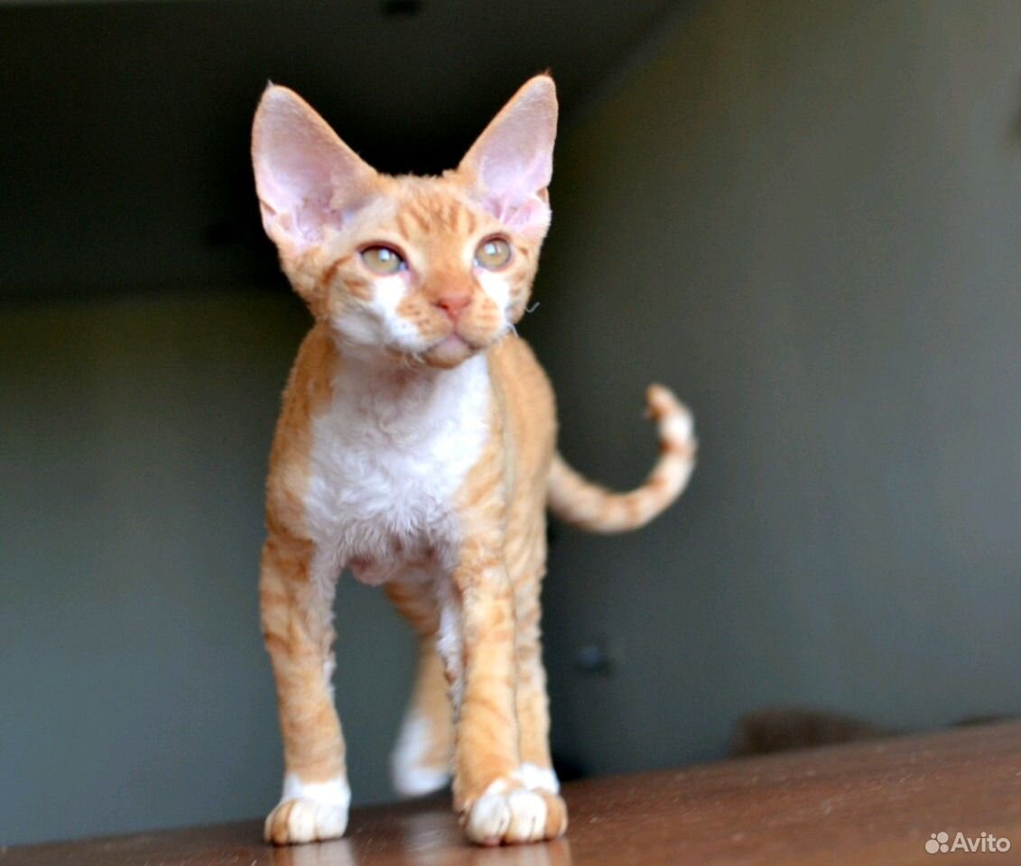 Девон-рекс красный биколор