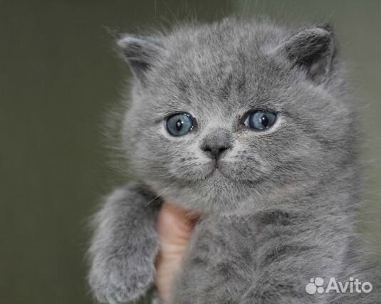 Британские котята