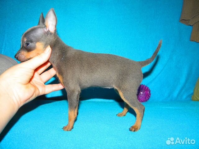 Голубо-подпалая красотка