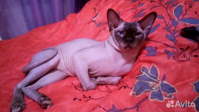 Элитный племенной кот для вязки