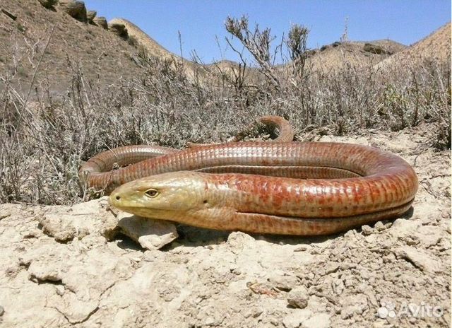 Желтопузик безногая ящерица