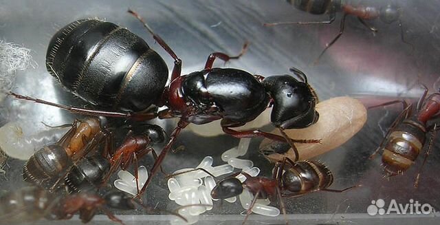 Camponotus herculeanus