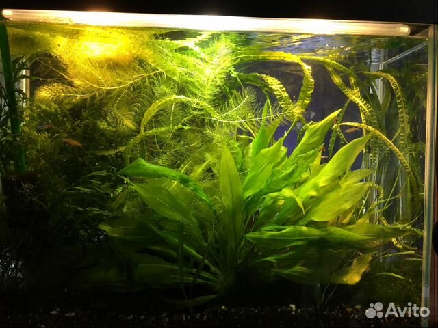 Отдам роголистник, риччию и другую траву