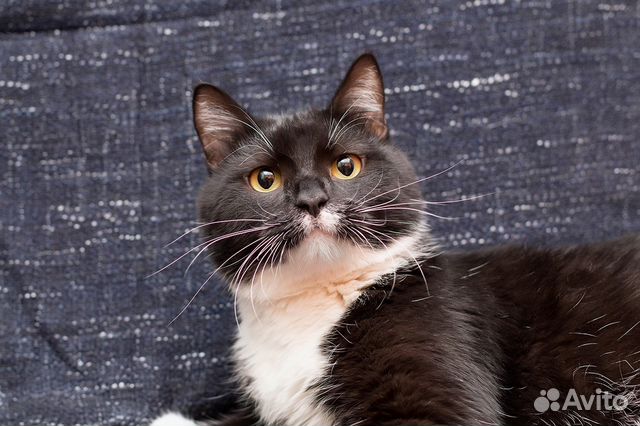 Роскошный пушистый красавчик в дар