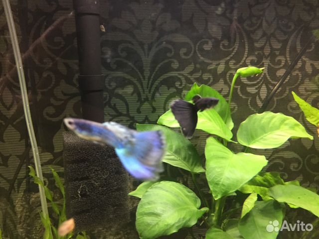 Гуппи Чистая Линия: Малахит, Синяя