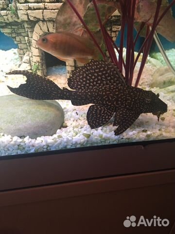 Парчовый сом