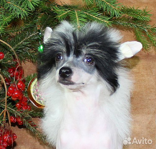 Голая девочка маленького размера