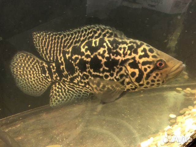 Манугуанская (ягуар)