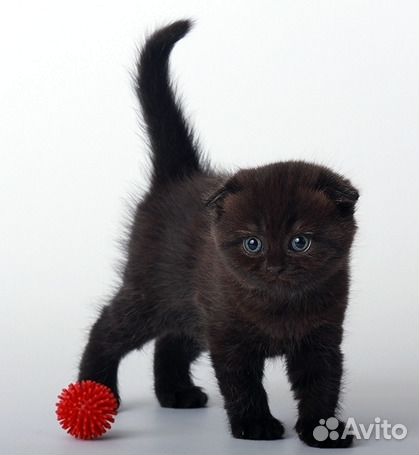 Вислоухие котята
