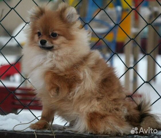 Мальчик шпица