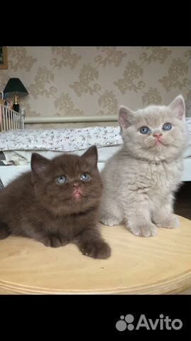 Британские мишки
