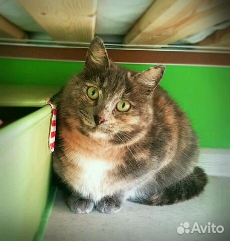 Кошка 4 года