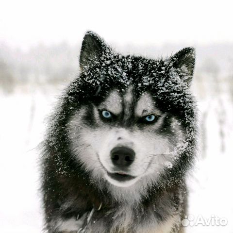 Хаски в добрые руки