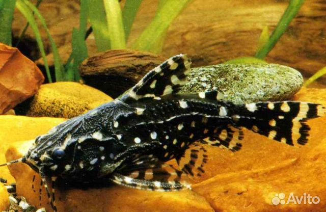 Аквариумные рыбы