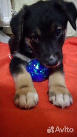 Щенок мальчишка ищет семью