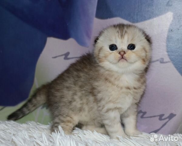 Серебристая пятнистая девочка скоттиш-фолд