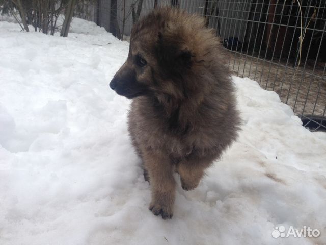 Символ года