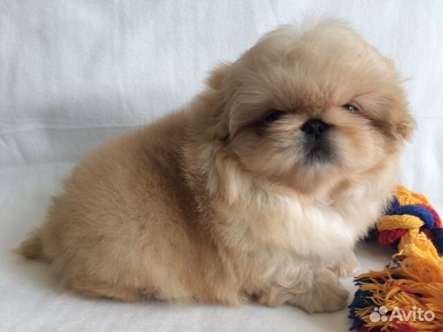 Лапулька красотулька