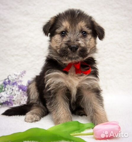 Щенок Джес в дар