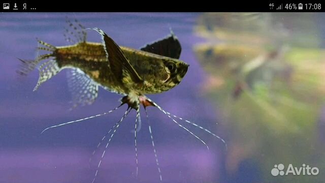 Рыбка-бабочка рыбка-мотылек пантодон