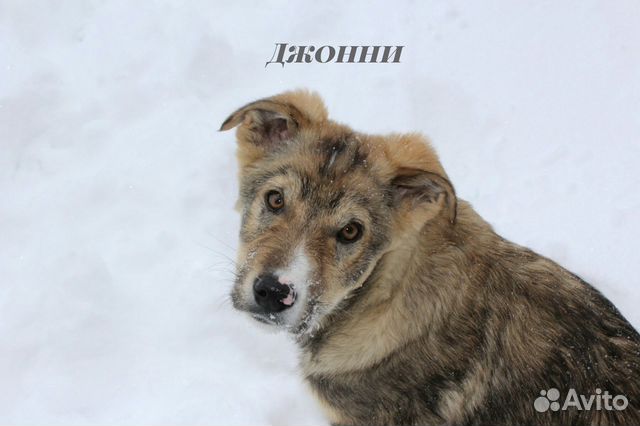 Джонни ищет семью