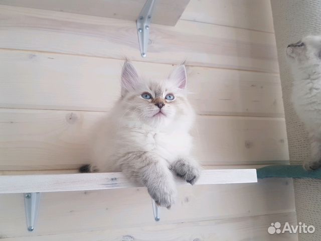 Невская маскарадная