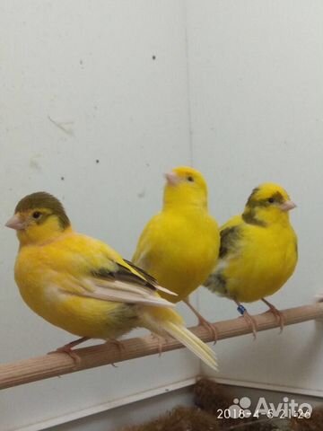 Канарейка файф фенси