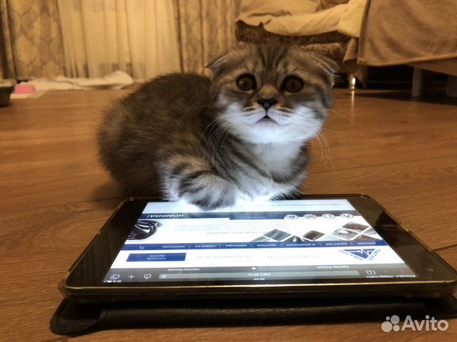 Шотландский котик