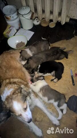 Домашние щенки от некрупной собаки