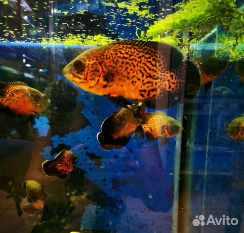 Аквариумная рыба - астронотус