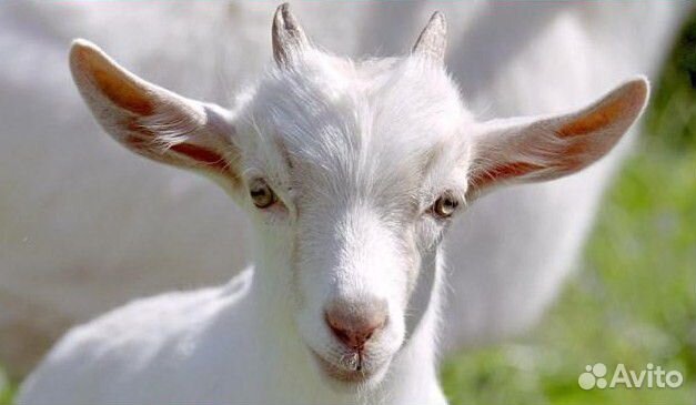 Пуховые козы и козлята