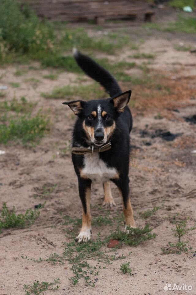 Подарите дом "особенному" песику